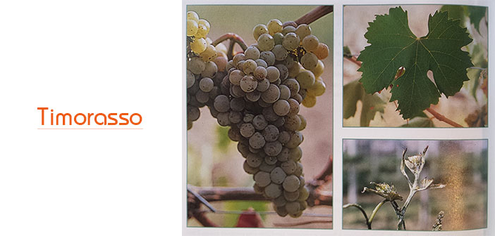 Il Timorasso cambia nome - Fisar Montecarlo